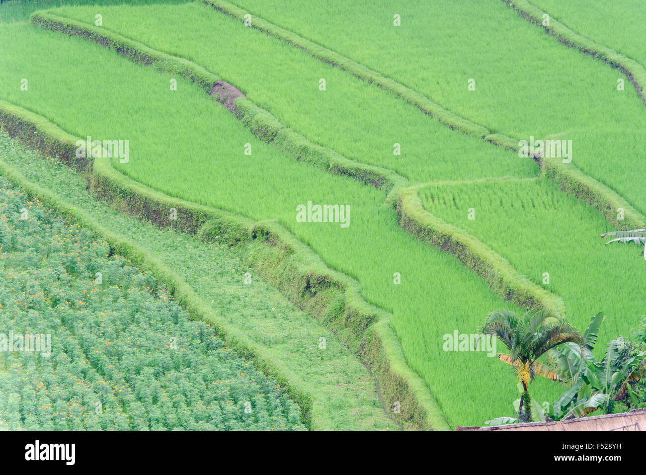 Pacung rice terraces hi-res stock photography and images - Alamy