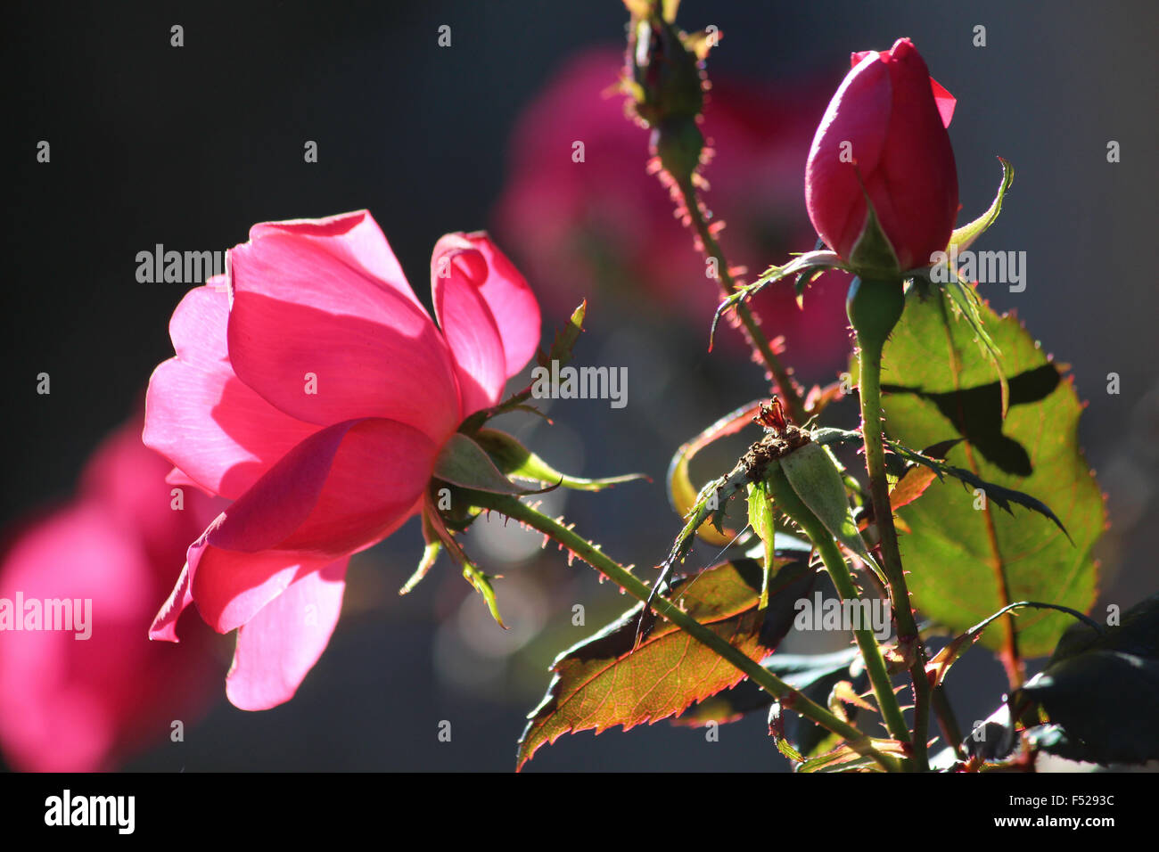 Vibrant rose bud Stock Photo - Alamy