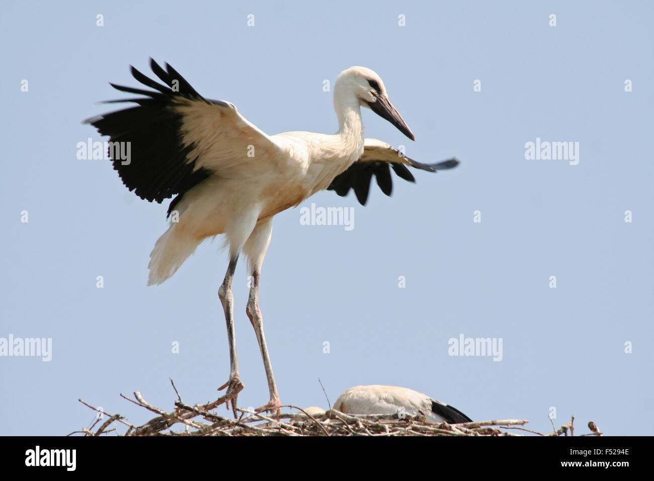 wild jung stork in estonia Stock Photo - Alamy