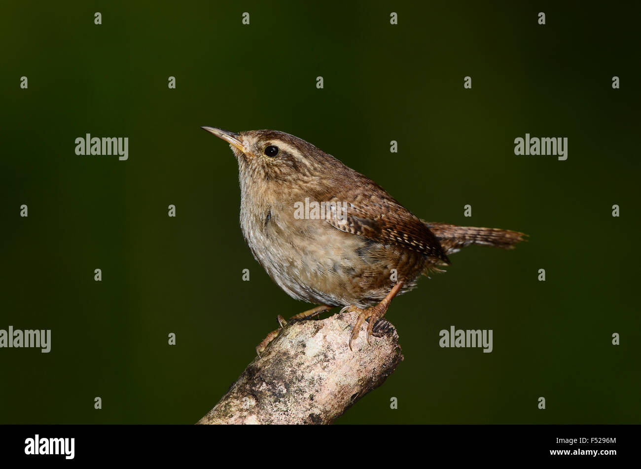 Wren in british garden hi-res stock photography and images - Alamy