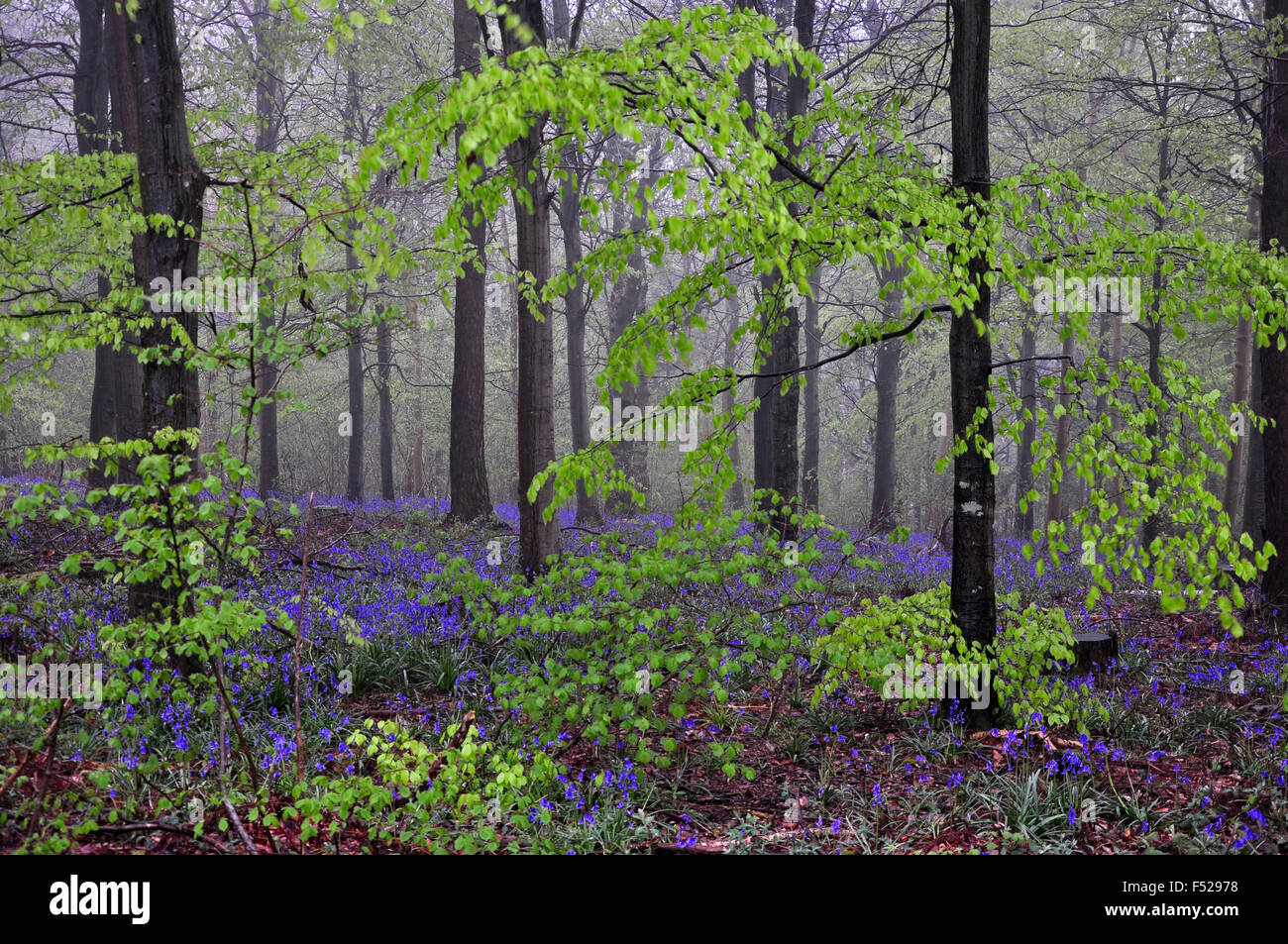 Uk bluebells rain hi-res stock photography and images - Alamy