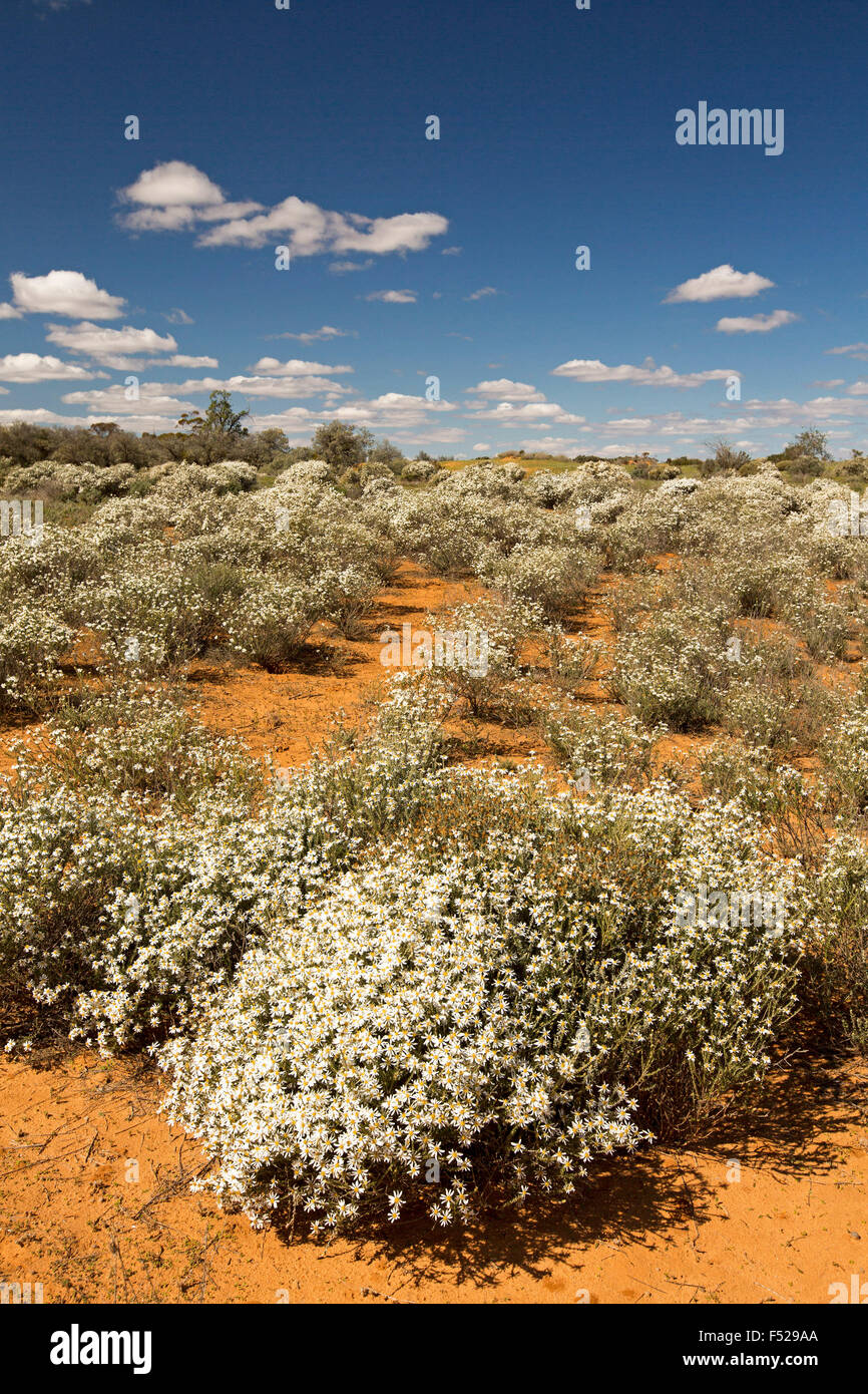 Australian bush landscape hi-res stock photography and images - Alamy