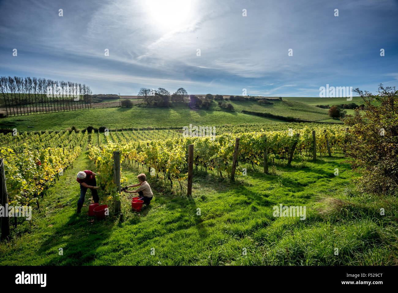 Grape-picking got underway in the beautiful weekend weather at one of ...