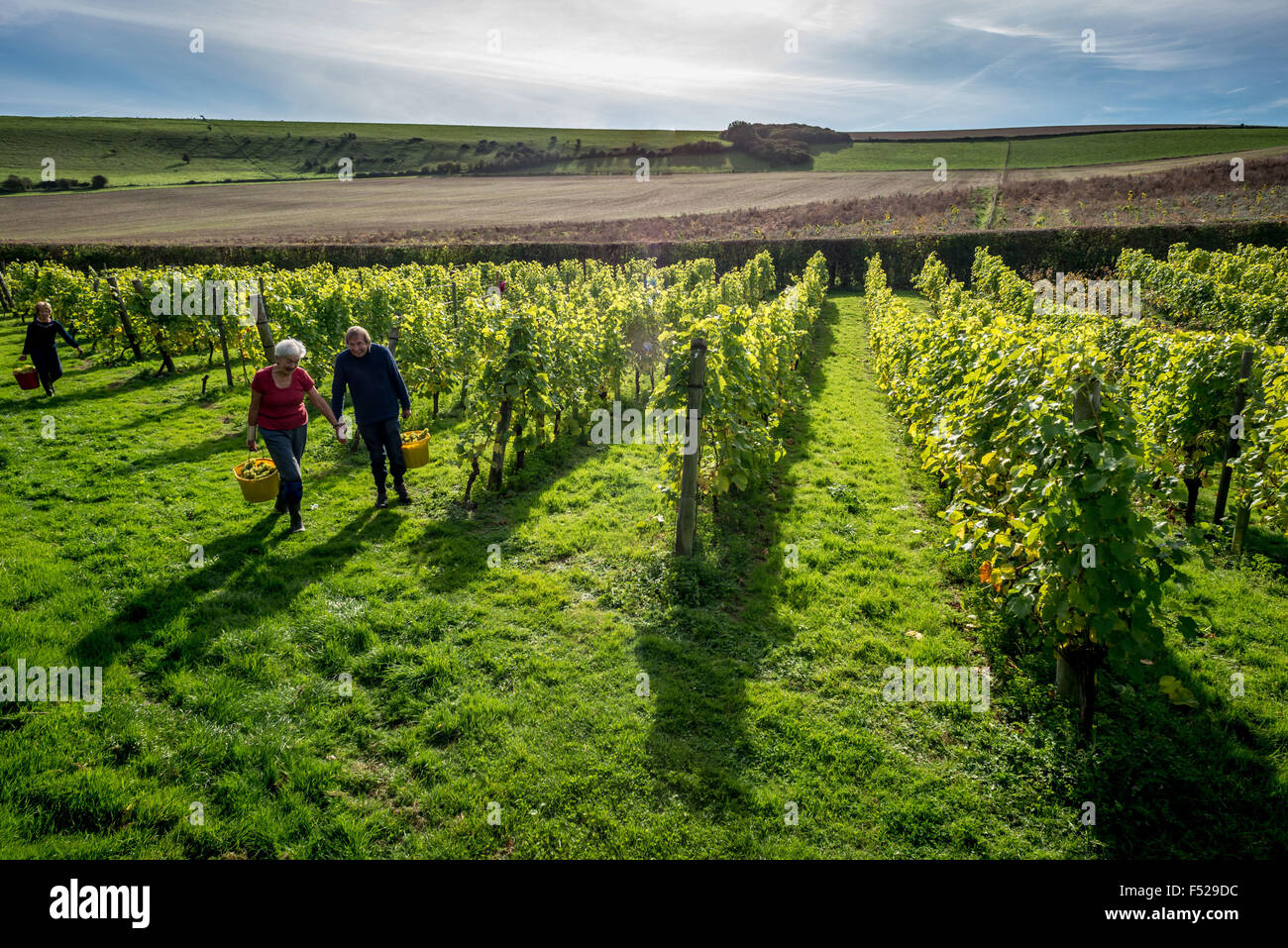 Grape-picking got underway in the beautiful weekend weather at one of ...