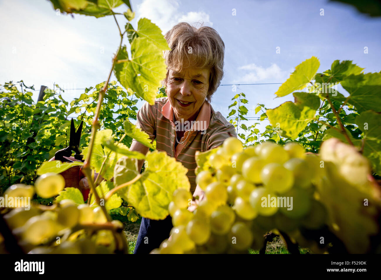 Grape-picking got underway in the beautiful weekend weather at one of ...