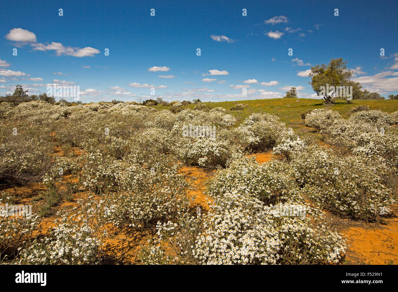 Australian outback landscape cloaked with mass of white wildflowers ...