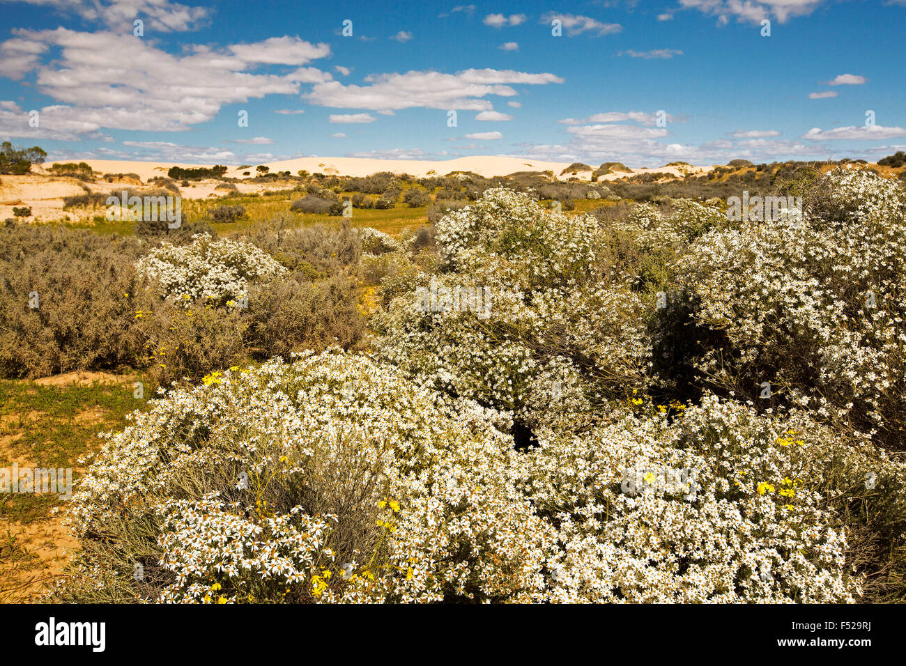 Australian outback landscape cloaked with mass of white wildflowers ...