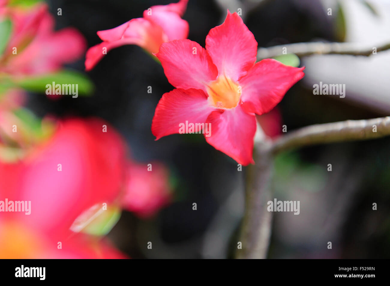 Frangipani plumeria tree blossoms bali hi-res stock photography and ...