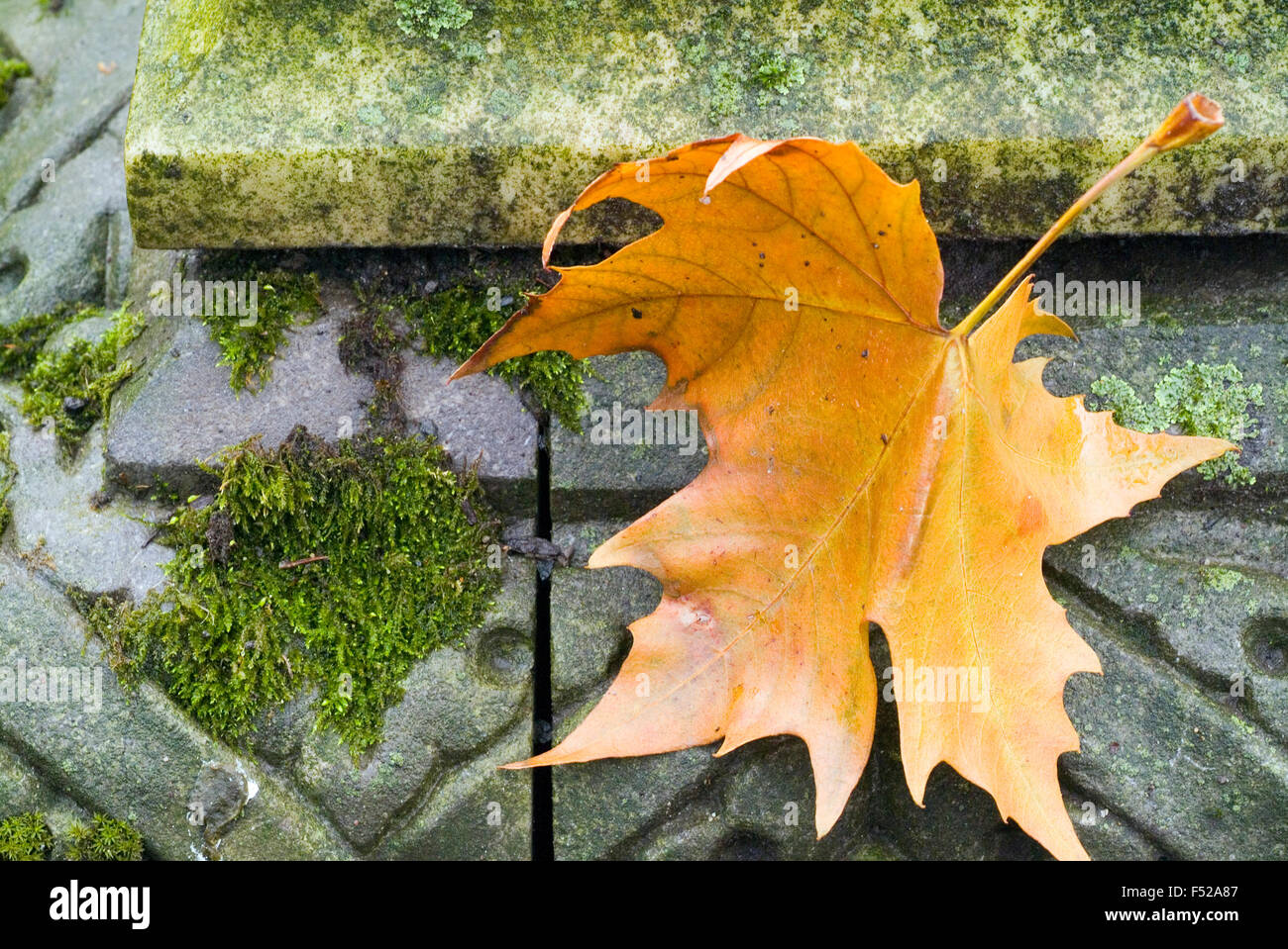 Epitaph on gravestone hi-res stock photography and images - Alamy