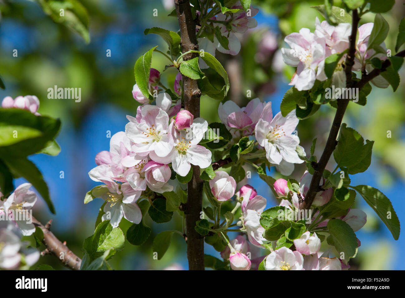 Flowering apple tree Stock Photo - Alamy