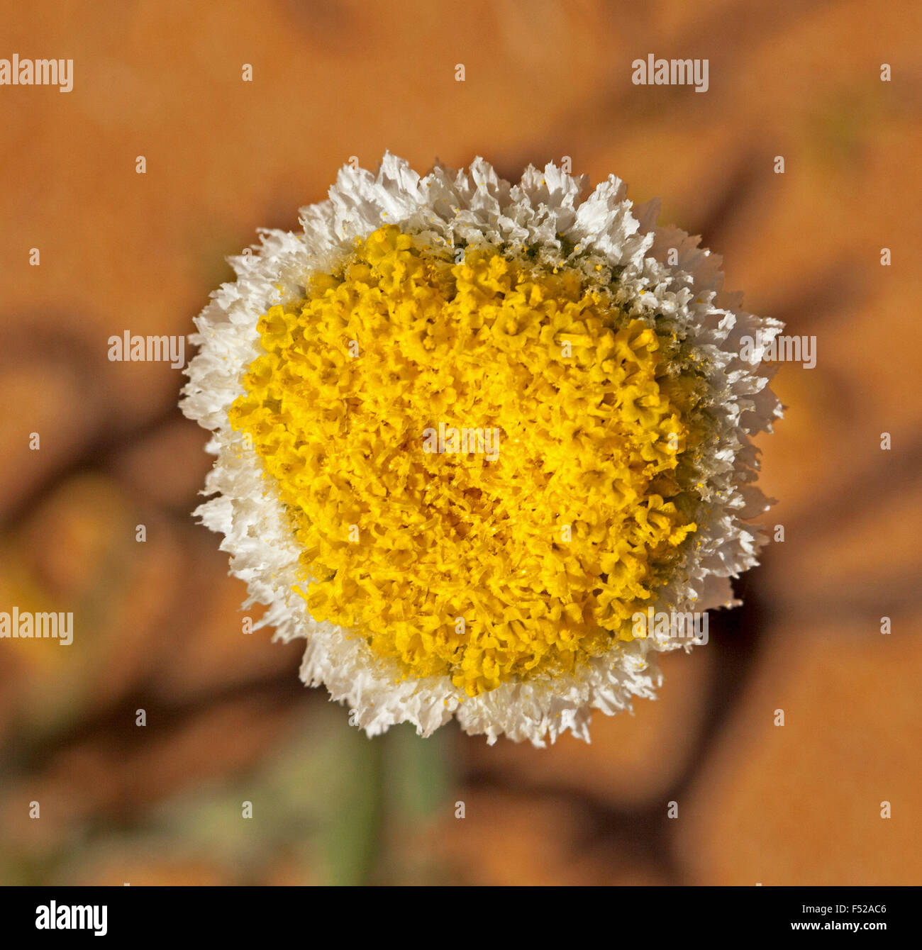 Single yellow & white flower of Polycalymma stuartii, poached egg daisy ...