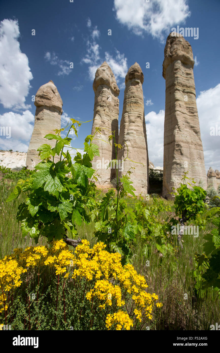 Yellow blossoms in front of tuff landscape in 'Love Valley', Cappadocia ...