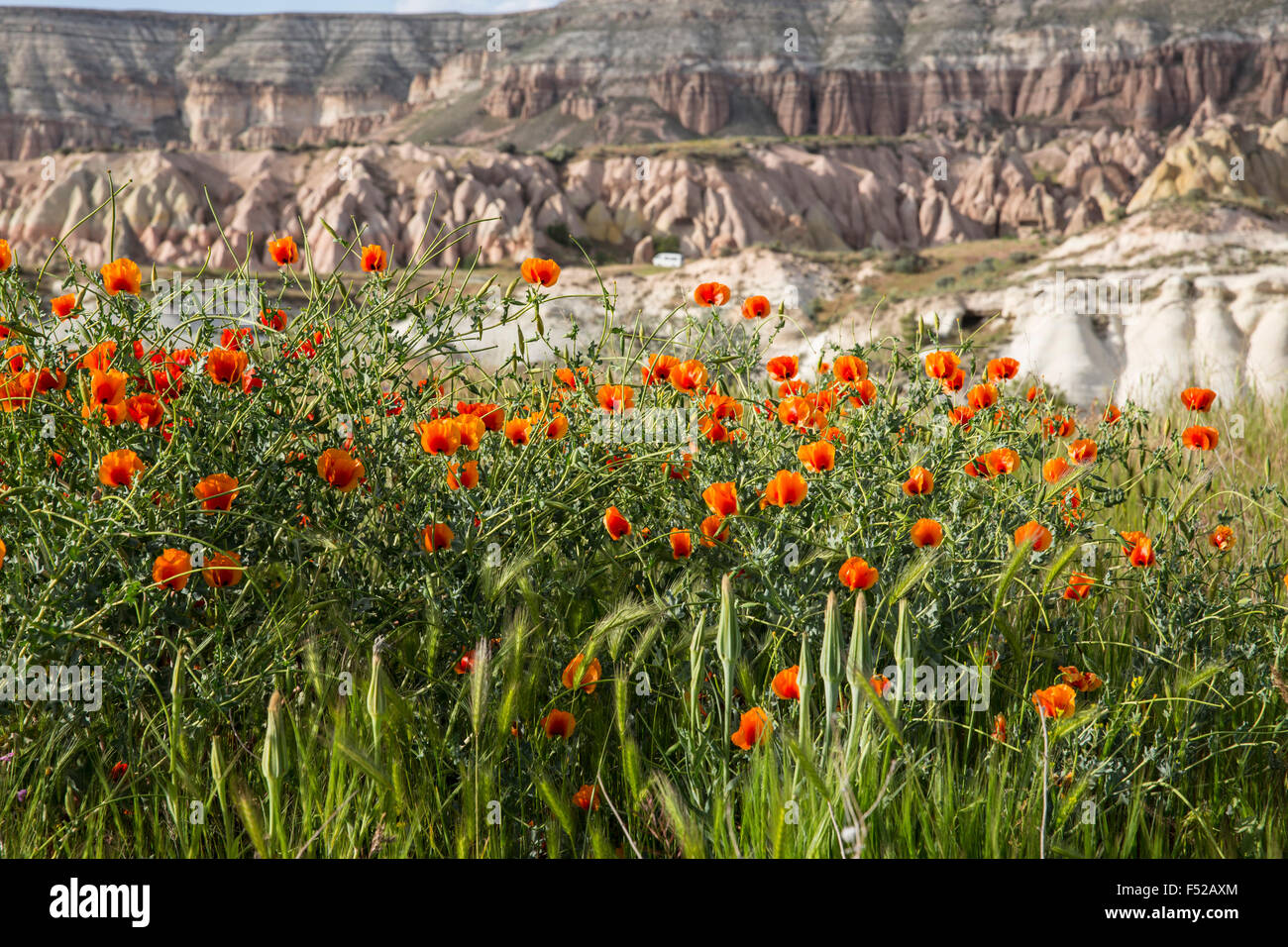 Blooming poppies in front of tuff landscape in Cappadocia, Turkey Stock ...