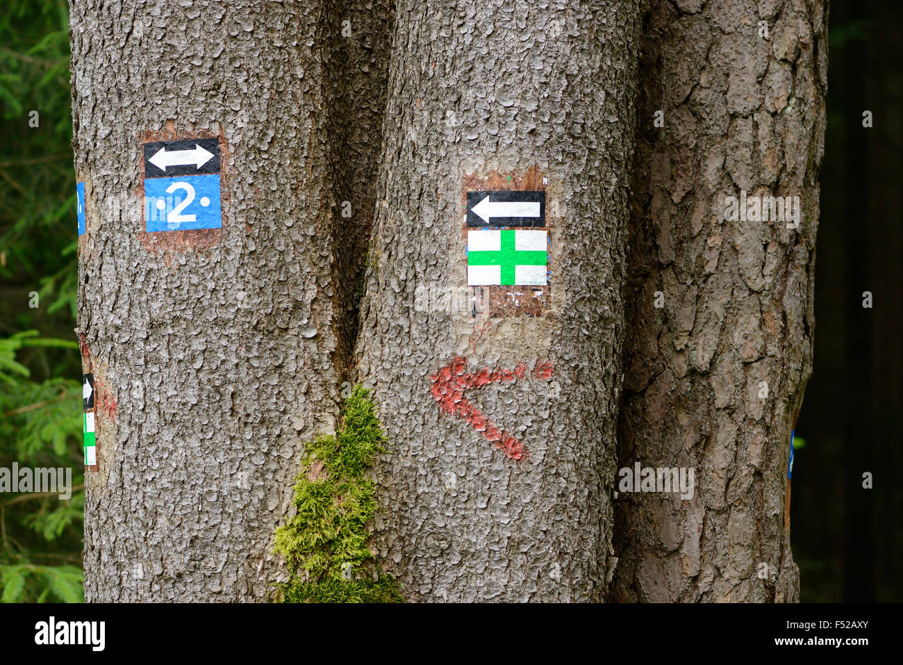 Signpost, Norway spruce, Picea abies, trunks Stock Photo - Alamy