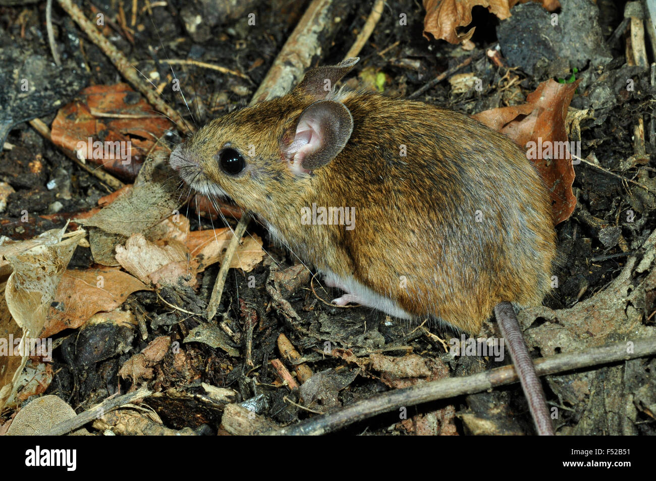 wood mouse apodemus sylvaticus Stock Photo - Alamy