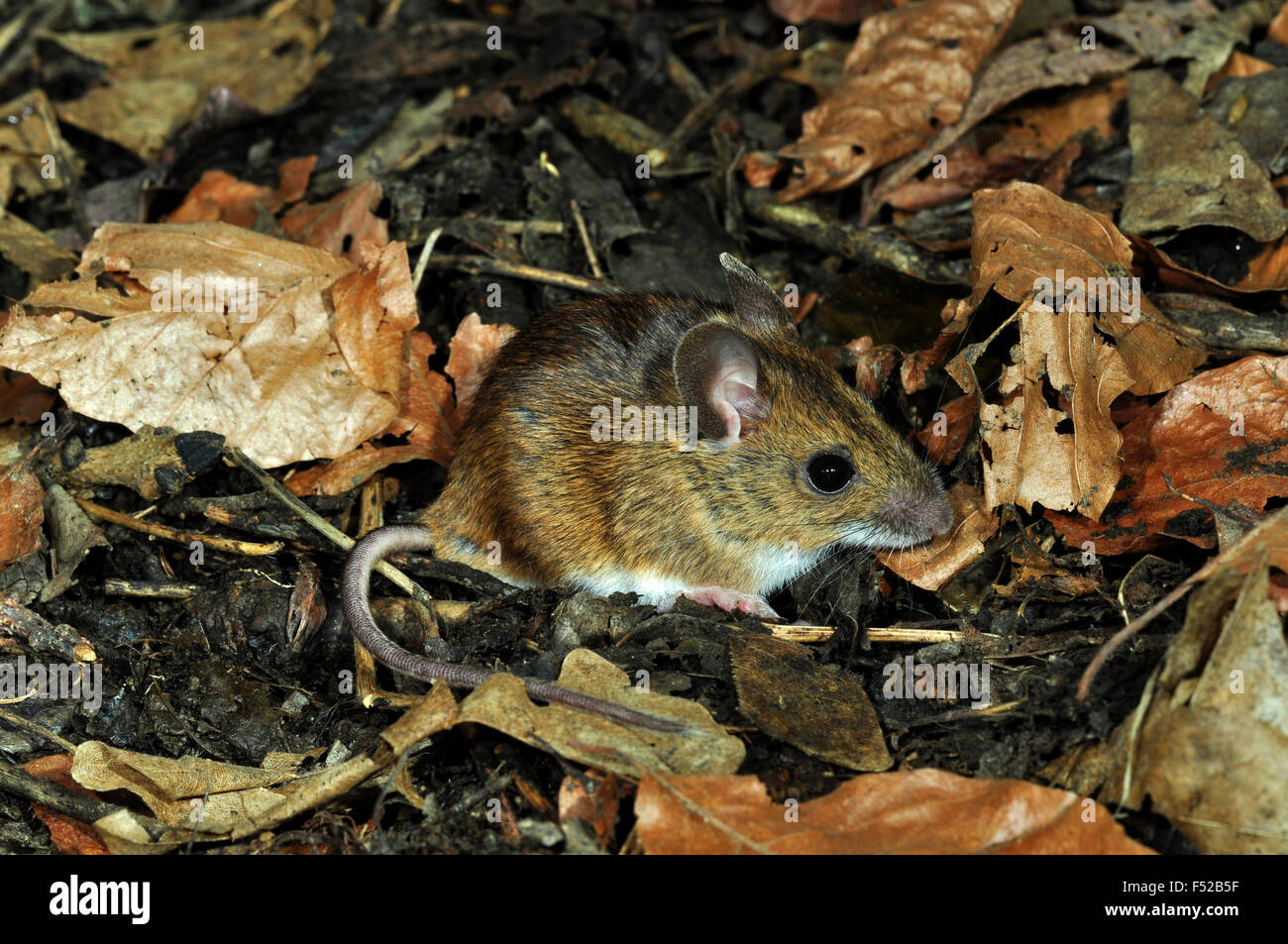 wood mouse apodemus sylvaticus Stock Photo - Alamy