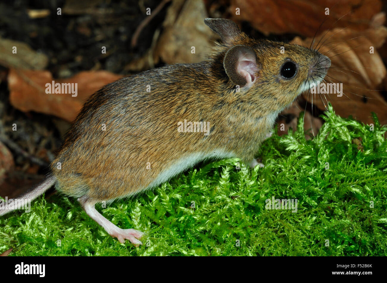 Adult wood mouse hi-res stock photography and images - Alamy