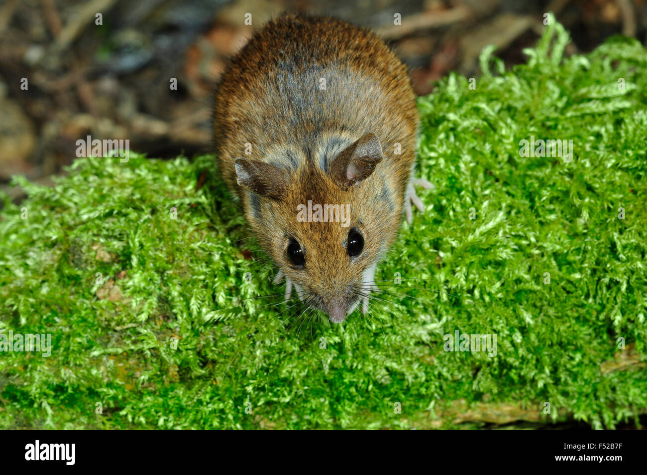 wood mouse apodemus sylvaticus Stock Photo - Alamy
