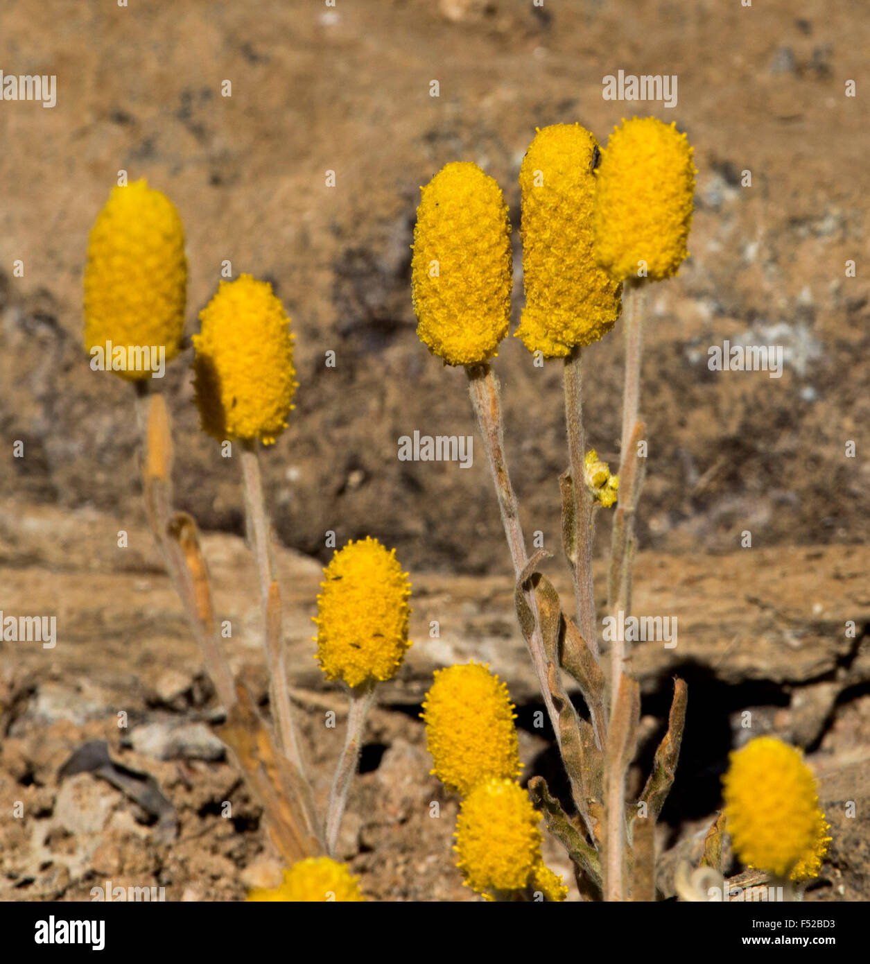 Cluster of golden yellow flowers of Pycnosorus pleiocephalus, Soft ...