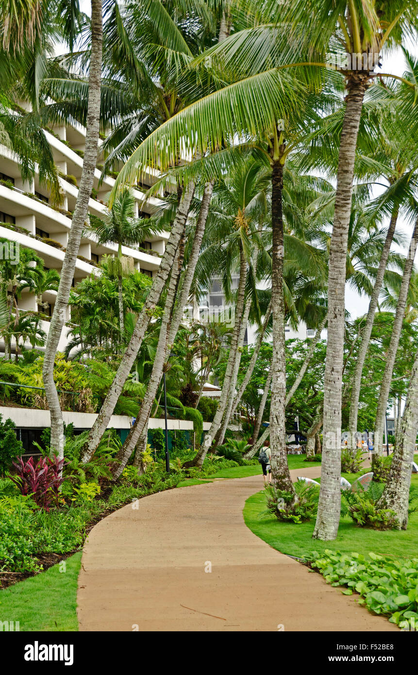 Australia, Cairns, Esplanade, palm trees Stock Photo - Alamy