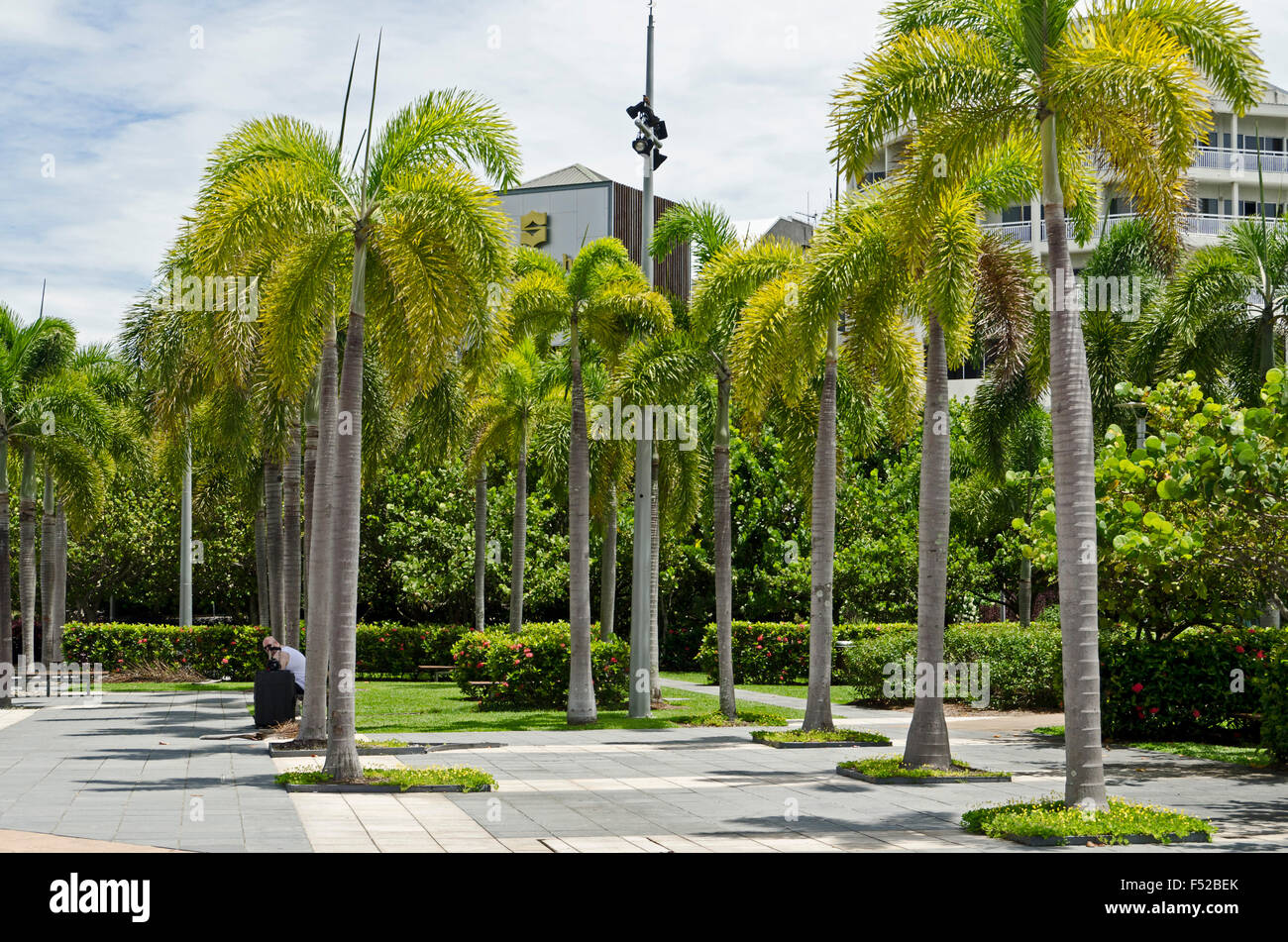 Australia, Cairns, Esplanade, palm trees Stock Photo - Alamy