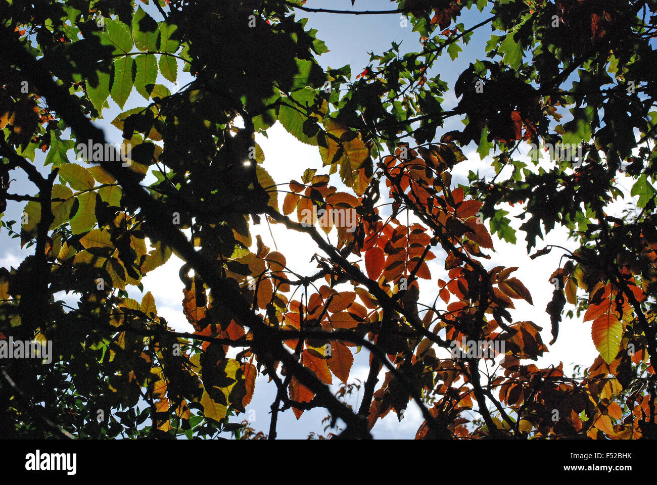 through the treetops an array of colorful leaves can be seen Stock ...