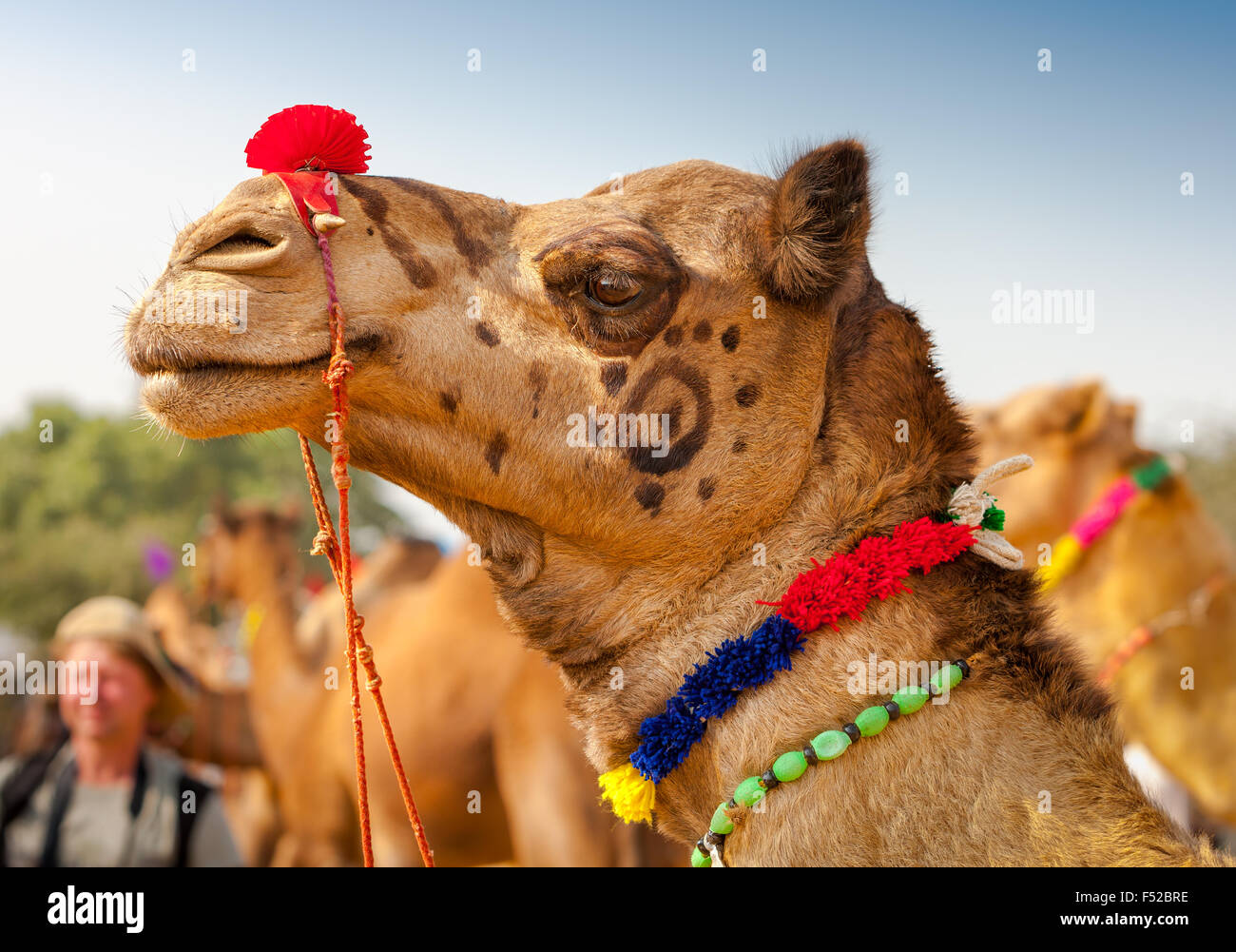 Decorated camel at the Pushkar fair. Rajasthan, India, Asia Stock Photo ...