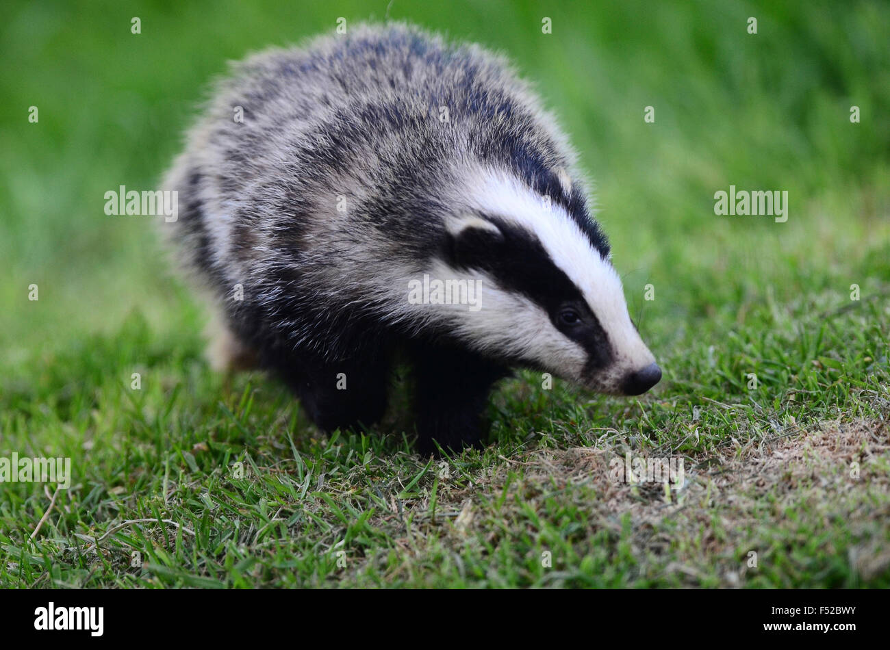 badger meles meles Dorset UK Stock Photo - Alamy
