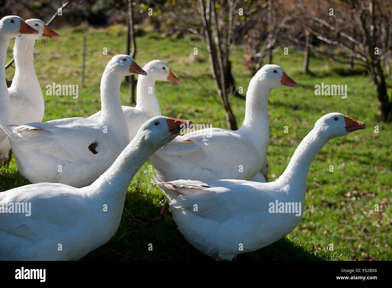 Geese (Anser anser domestica) Devon England Europe Stock Photo - Alamy