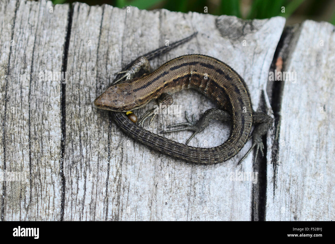 Lizard feet hi-res stock photography and images - Alamy