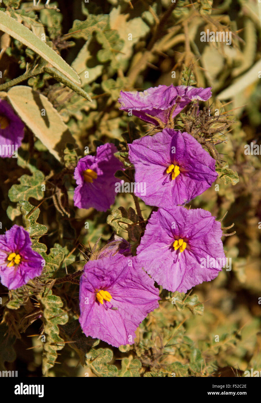 Vivid purple flowers and green foliage of Solanum petrophillum, rock ...