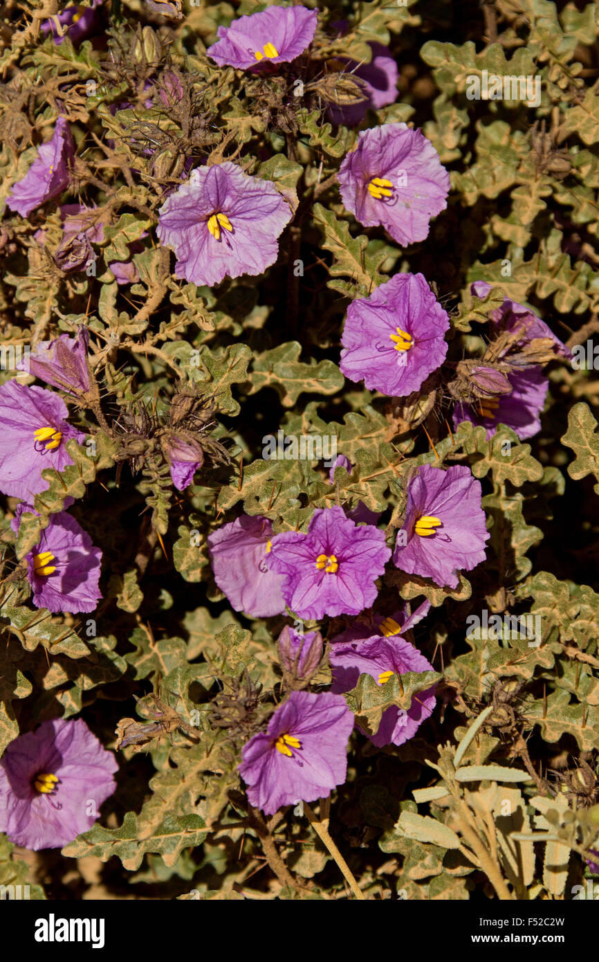 Solanum petrophillum hi-res stock photography and images - Alamy