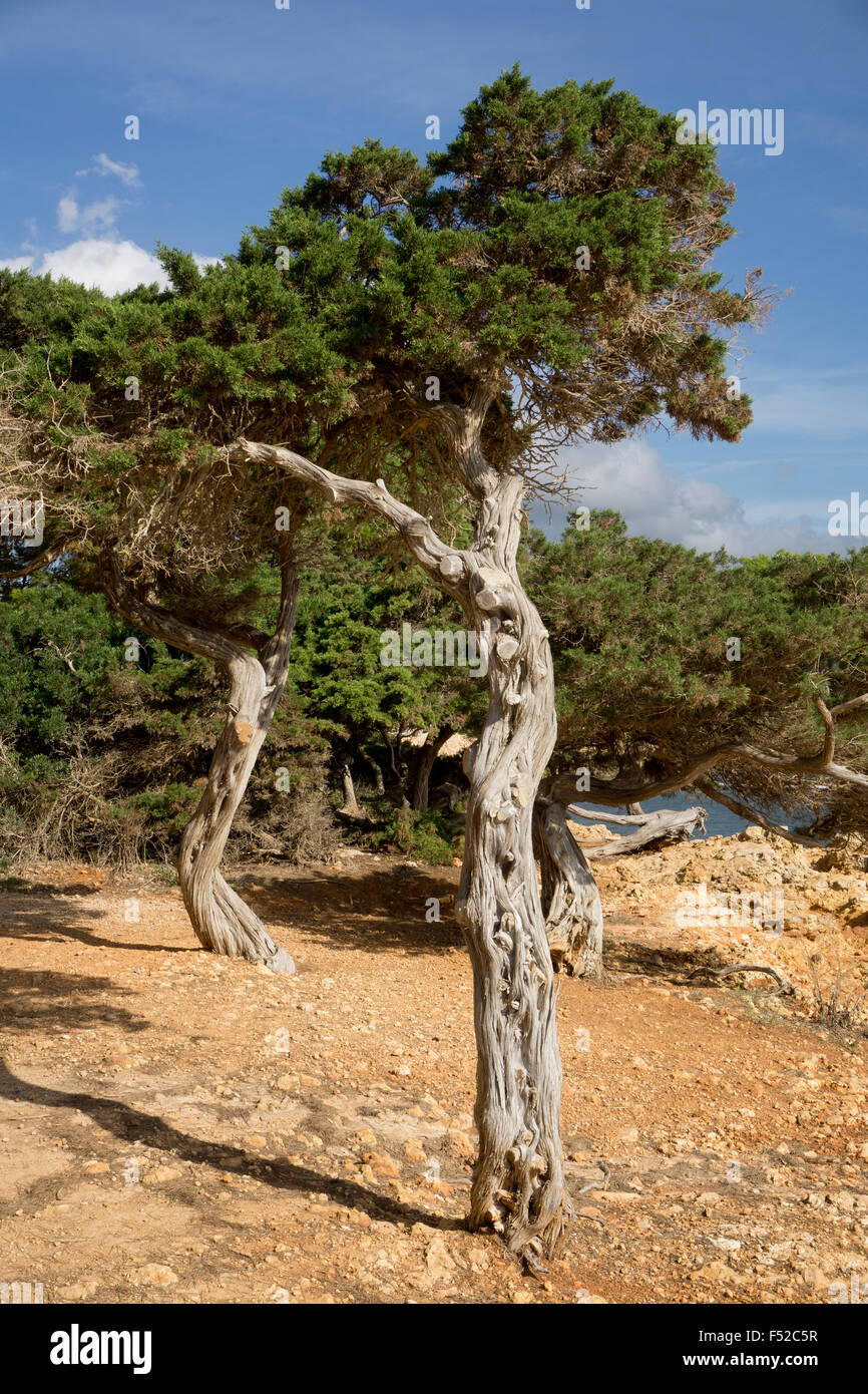 Pine trees ibiza hi-res stock photography and images - Alamy