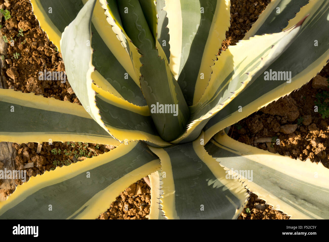 Agave americana variegata hi-res stock photography and images - Alamy