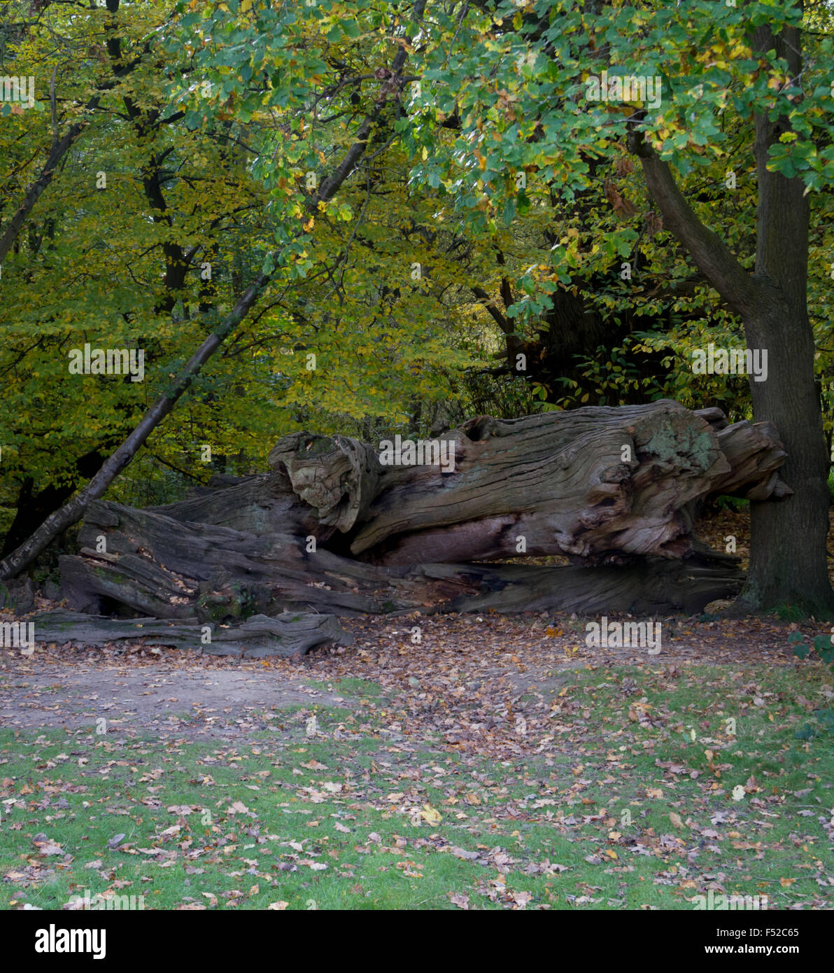 Huge log hi-res stock photography and images - Alamy