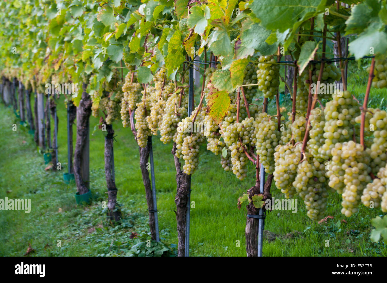 Fruit Grape Vine Vitis Vinifera High Resolution Stock Photography and Images - Alamy