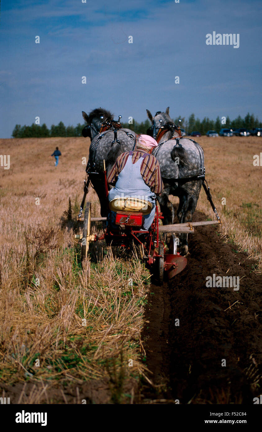 Two grey horses pull a plow at a plowing match Stock Photo - Alamy
