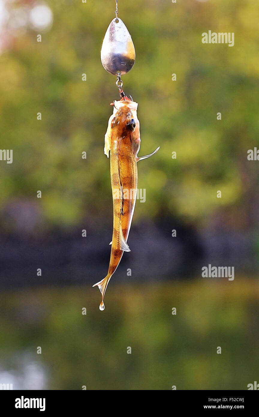 Caught in the spinning perch with a hook in the mouth is hanging over ...