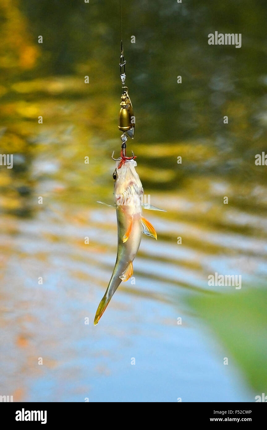 Caught in the spinning perch with a hook in the mouth is hanging over ...