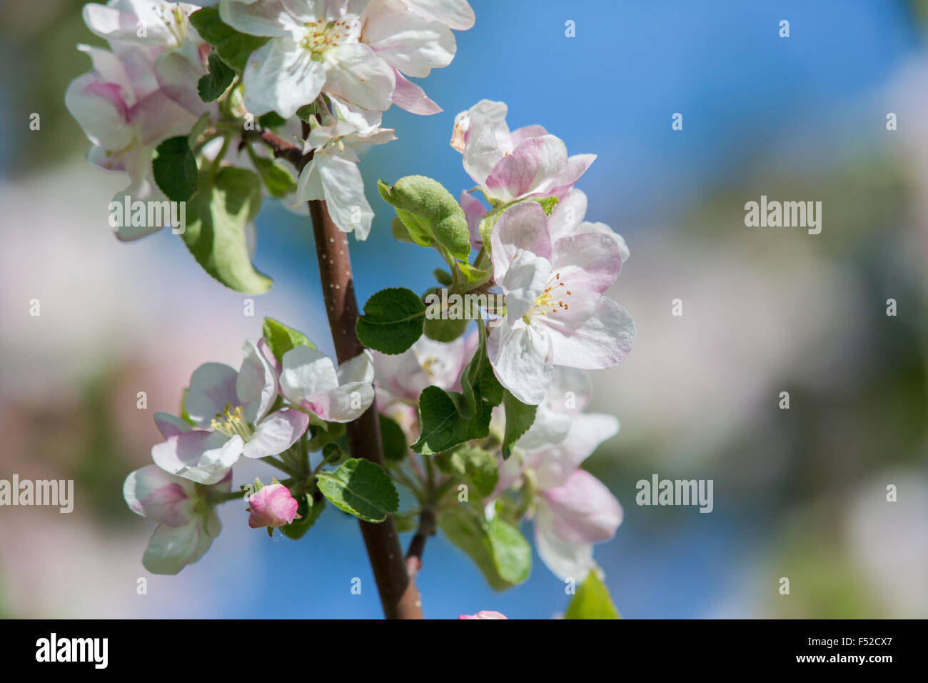 Flowering apple tree Stock Photo - Alamy