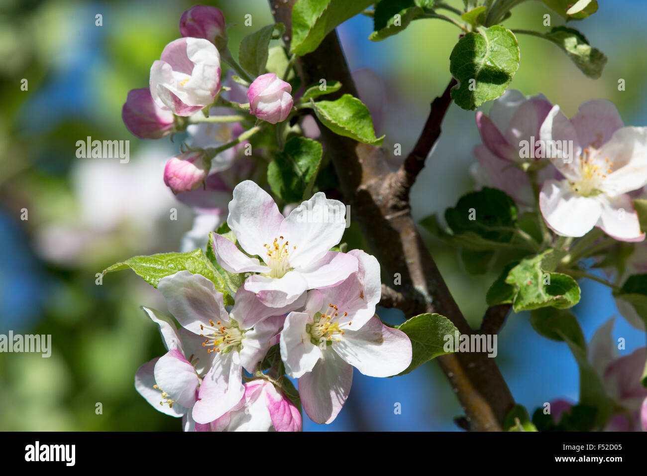 Flowering apple tree Stock Photo - Alamy