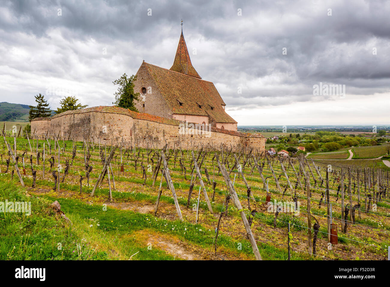 The fortified Saint-Jacques-le-Majeur Church and vineyards, Hunawihr ...