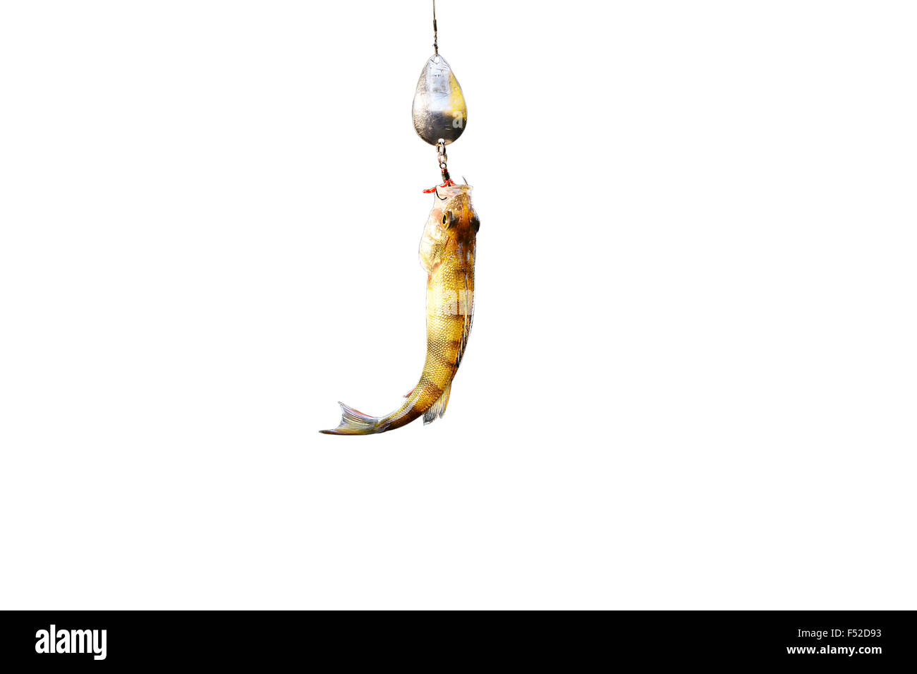 Wobbler bait catching predatory fish hi-res stock photography and ...