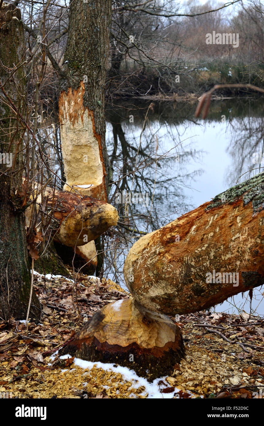 Beaver cutting trees hi-res stock photography and images - Alamy