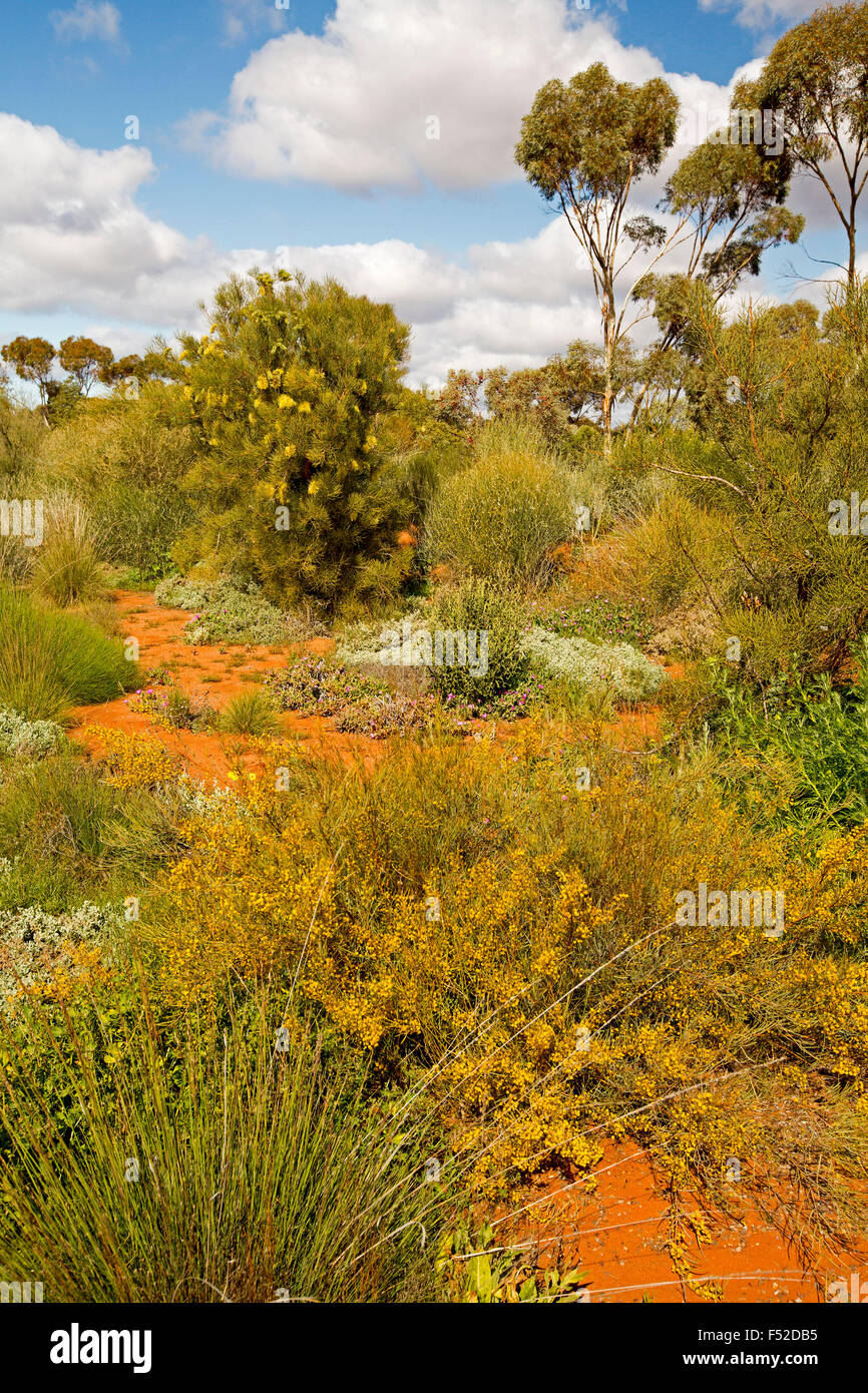 Colourful landscape with masses of wildflowers in red soil under blue ...