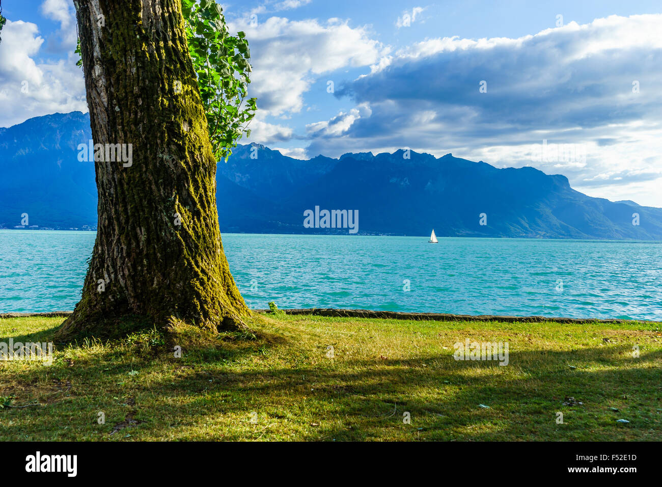 A large tree at the park on Lake geneva. Lake Geneva, Switzerland Stock ...