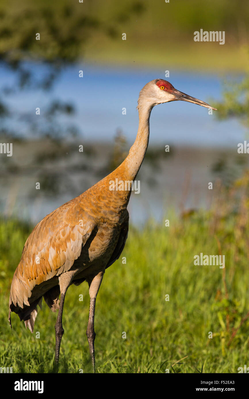 Sandhill crane with abnormal beak Stock Photo - Alamy