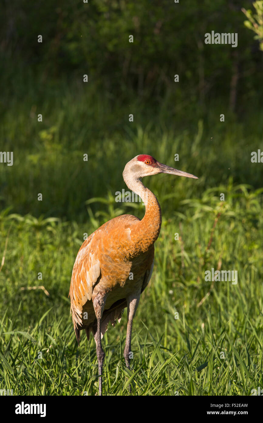 Mature crane hi-res stock photography and images - Alamy