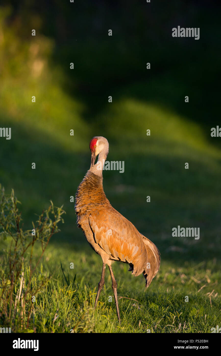 Sandhill crane preening Stock Photo - Alamy