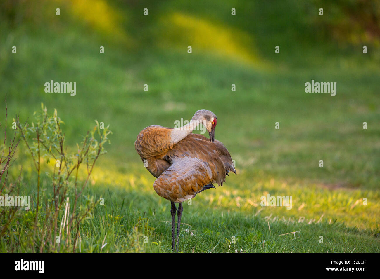 Crane grooming hi-res stock photography and images - Alamy